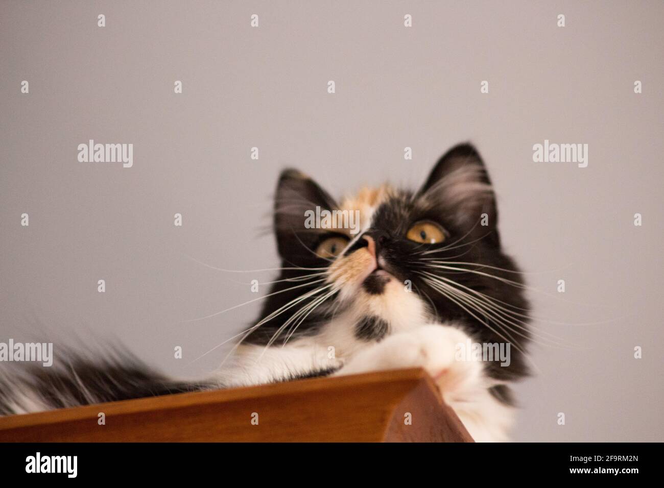 Sweet cat, tortoiseshell and white cat. Female lapjeskat. Calico cat ...
