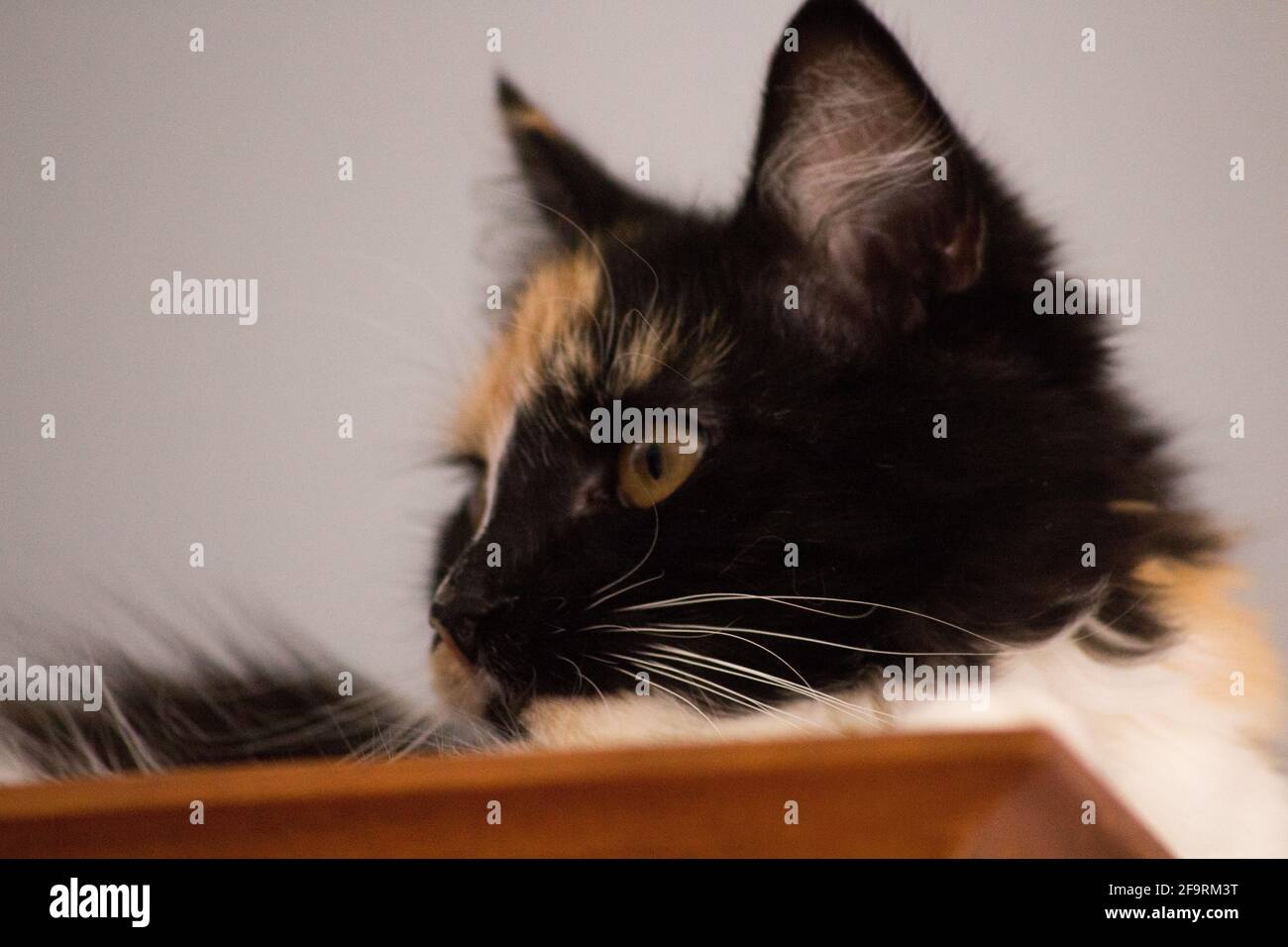 Sweet cat, tortoiseshell and white cat. Female lapjeskat. Calico cat ...