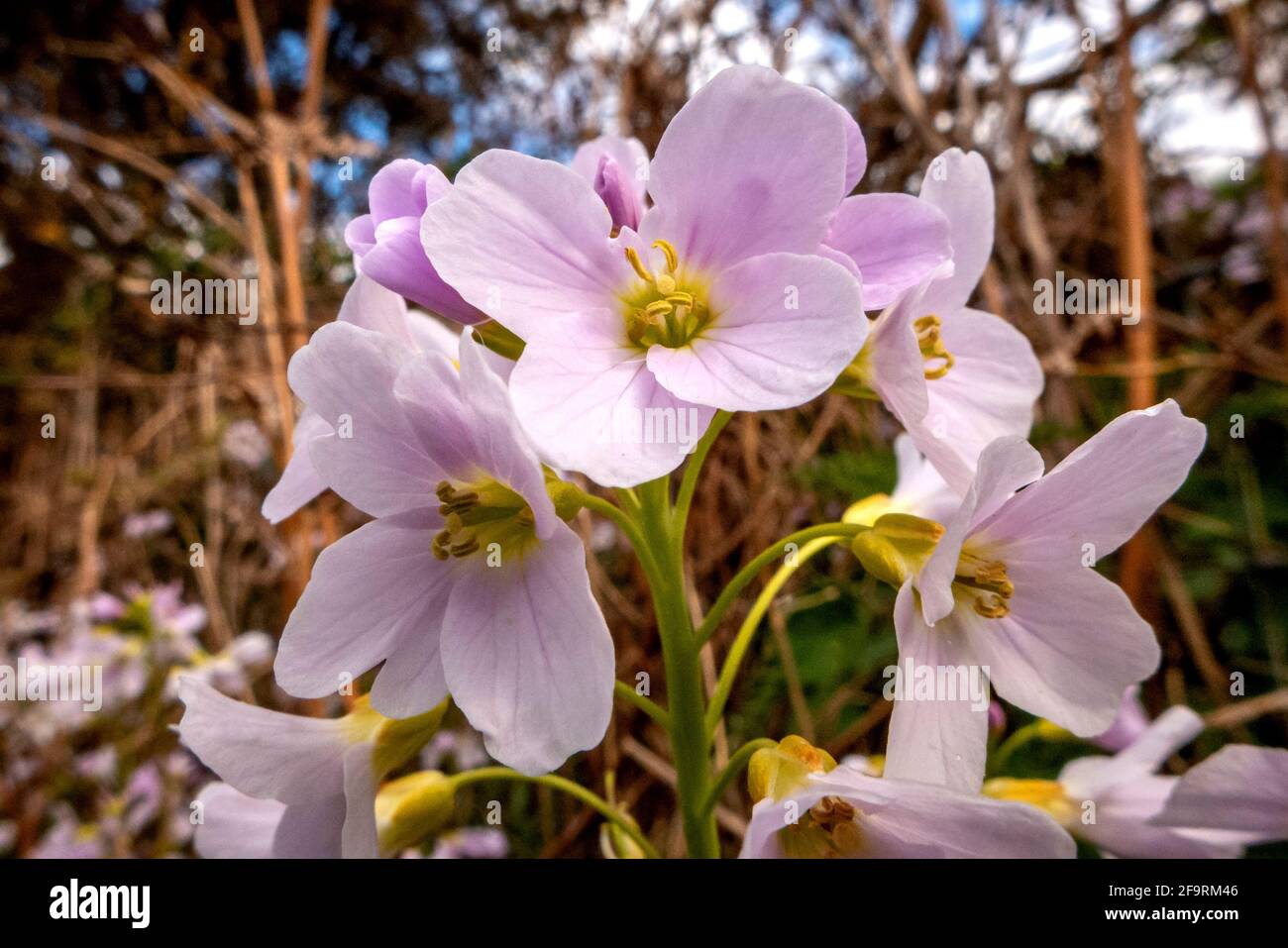 Bolney, April 15th 2021: Countryside around the village of Bolney in ...