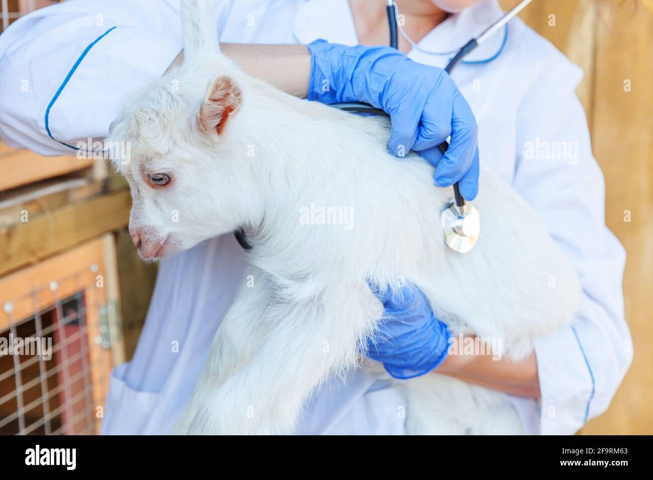 Young veterinarian woman with stethoscope holding and examining goat ...