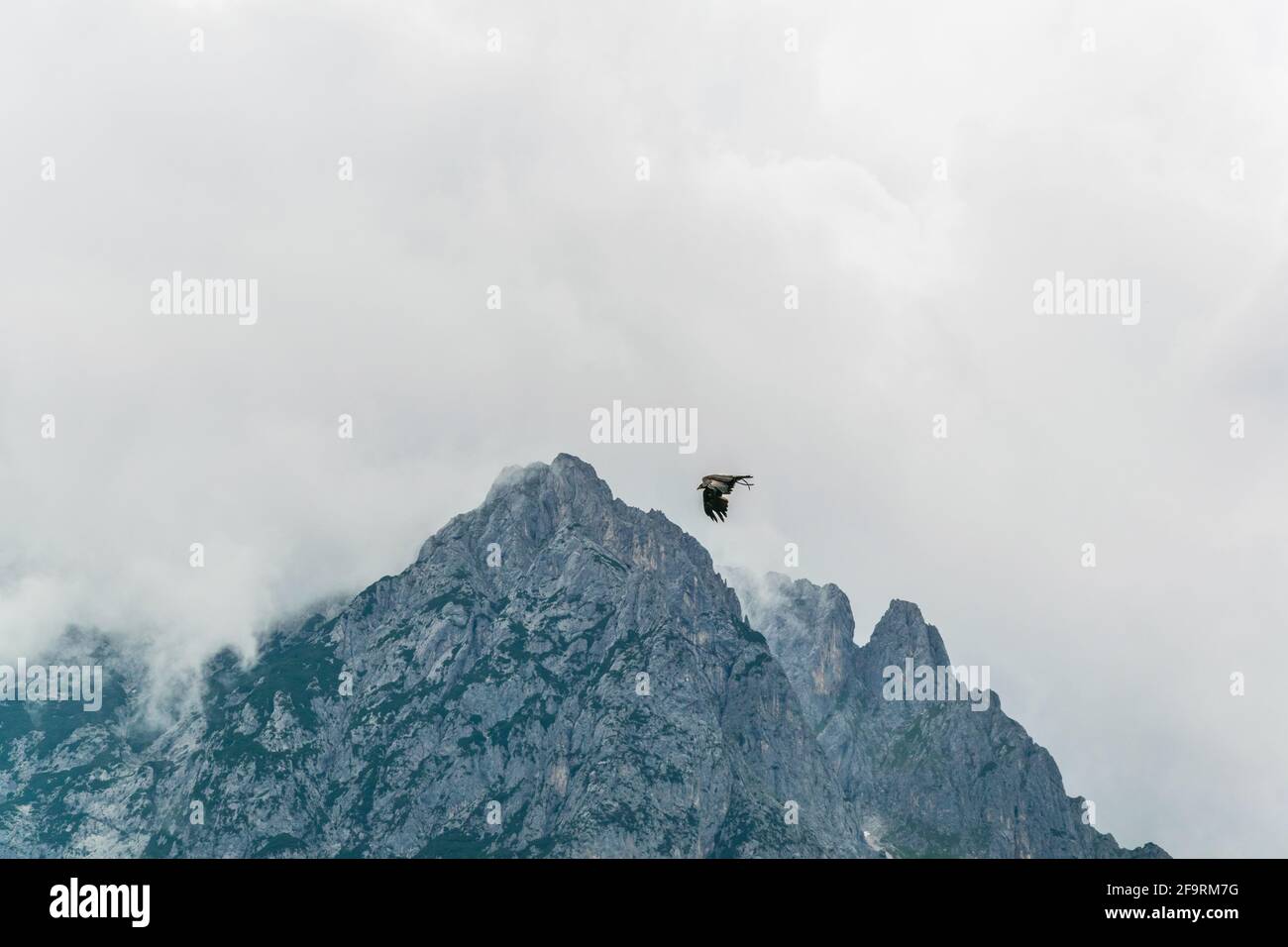 an eagle is flying in the alps during falconry exhibition at the ...