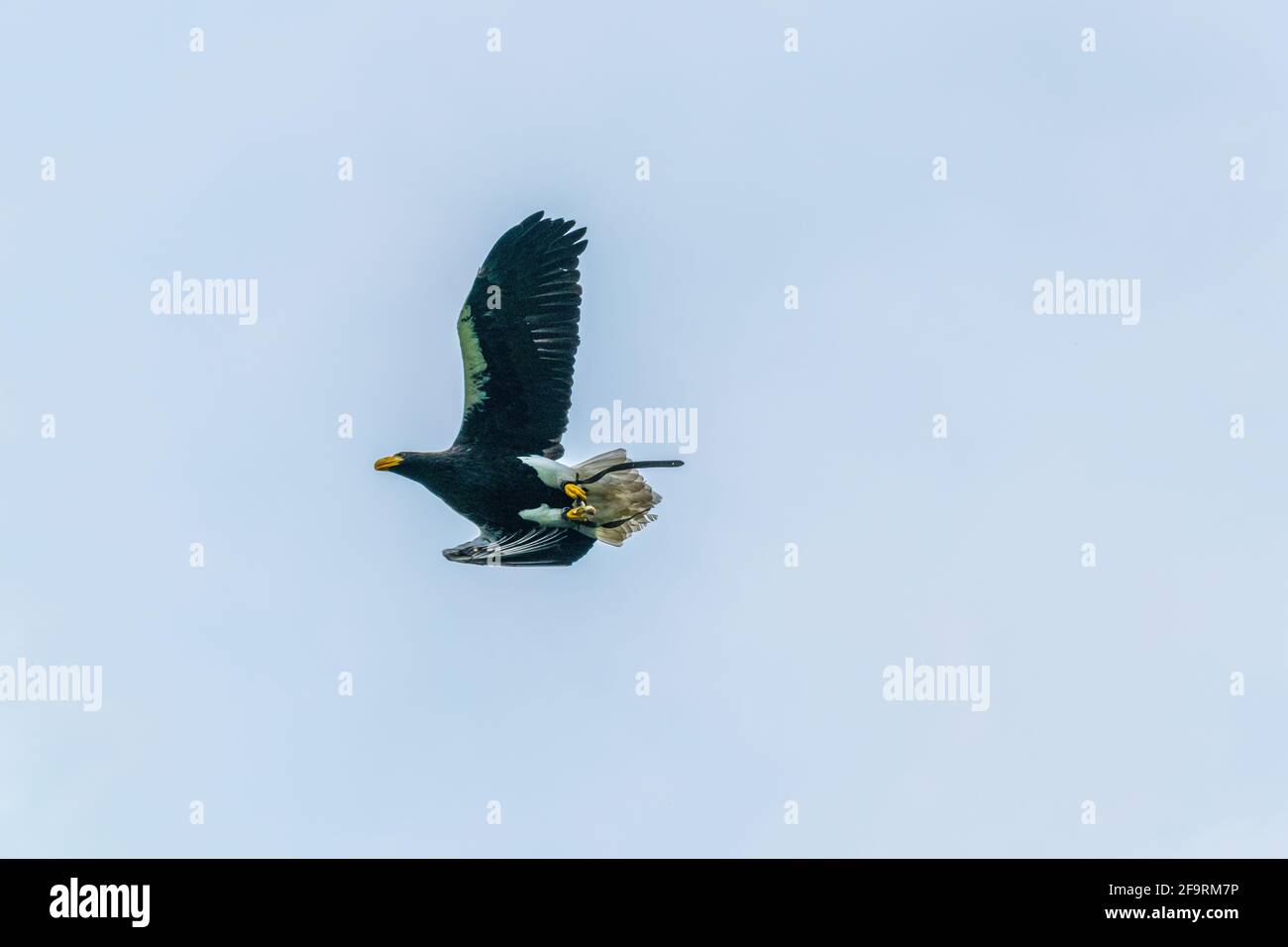 an eagle is flying in the alps during falconry exhibition at the ...