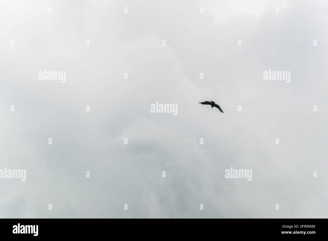 an eagle is flying in the alps during falconry exhibition at the ...