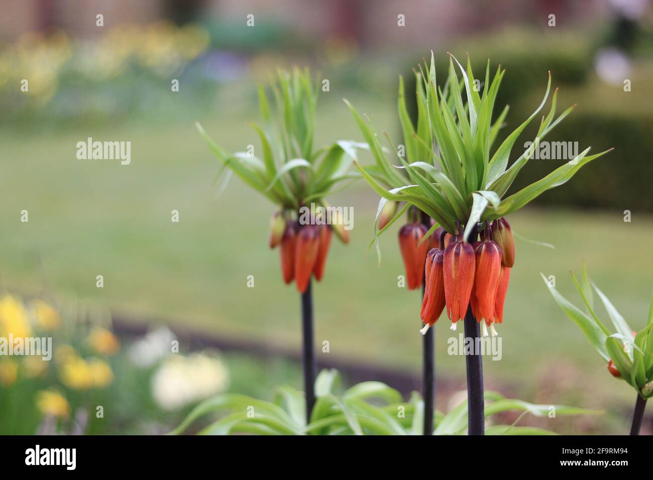 Orange fritillary flowers in full bloom in spring with copy space Stock ...