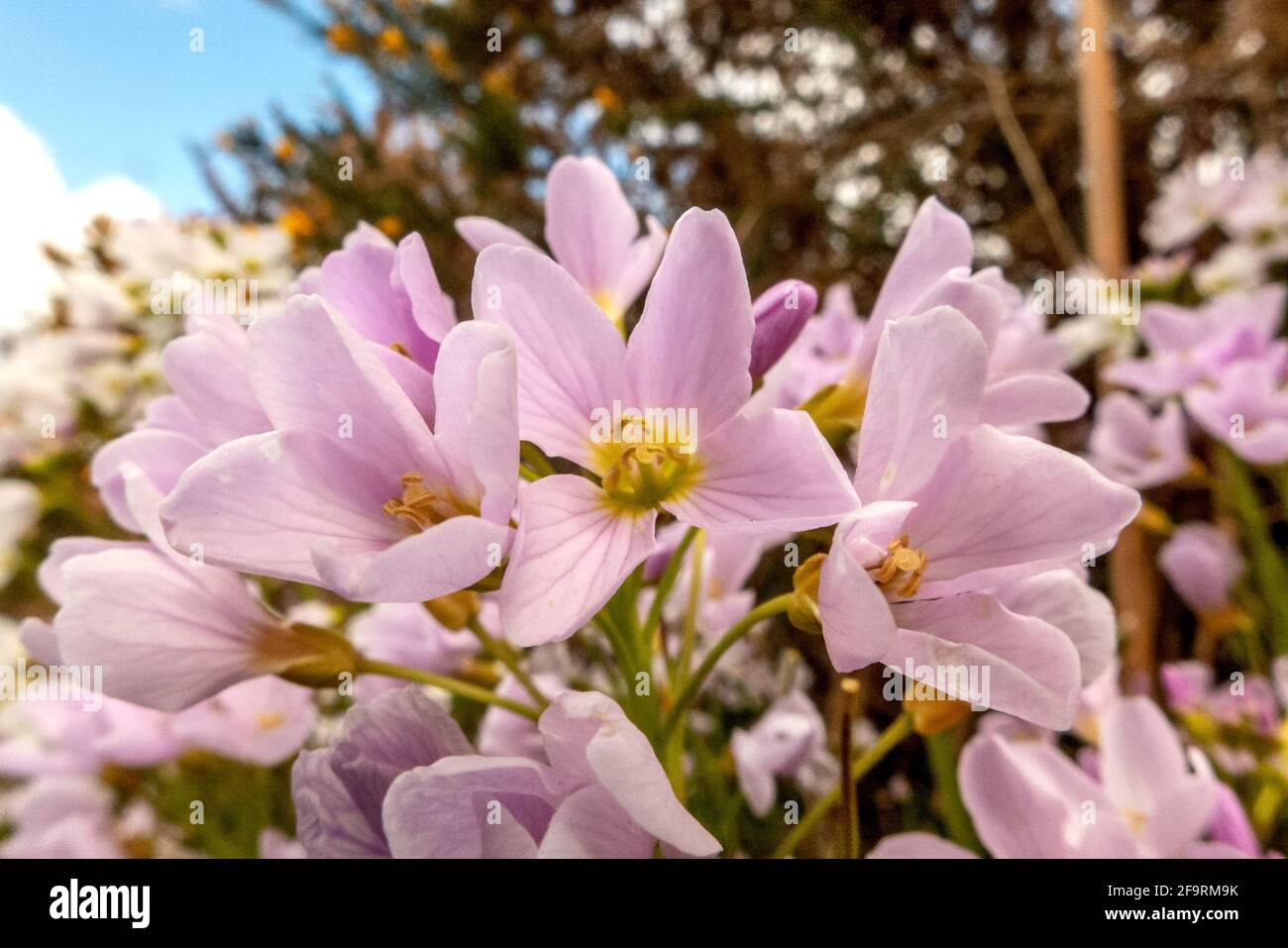 Bolney, April 15th 2021: Countryside around the village of Bolney in ...