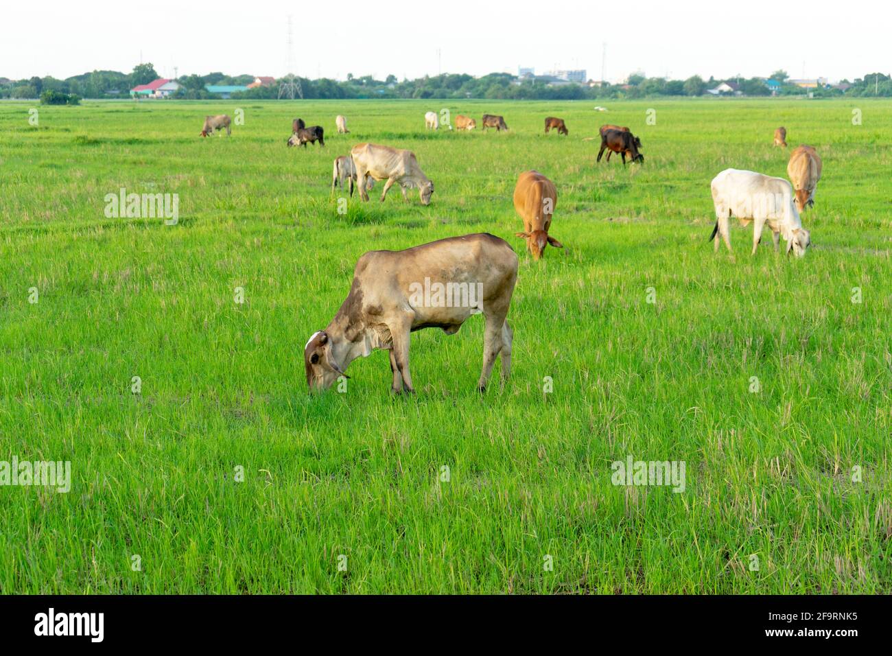 Crowd of cows hi-res stock photography and images - Alamy