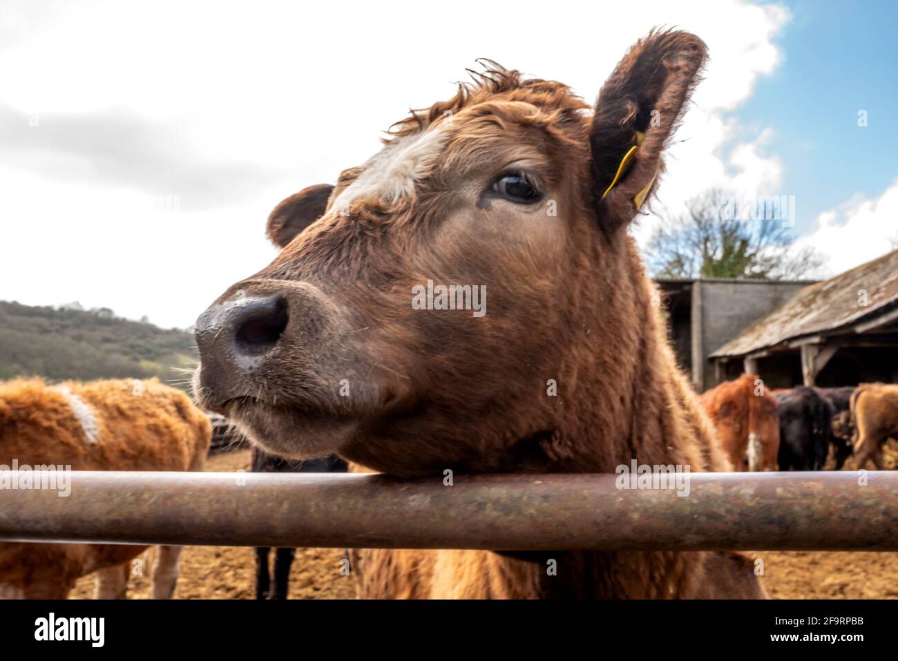 Sullington, April 3rd 2021: Farmyard cattle in Sullington, West Sussex ...