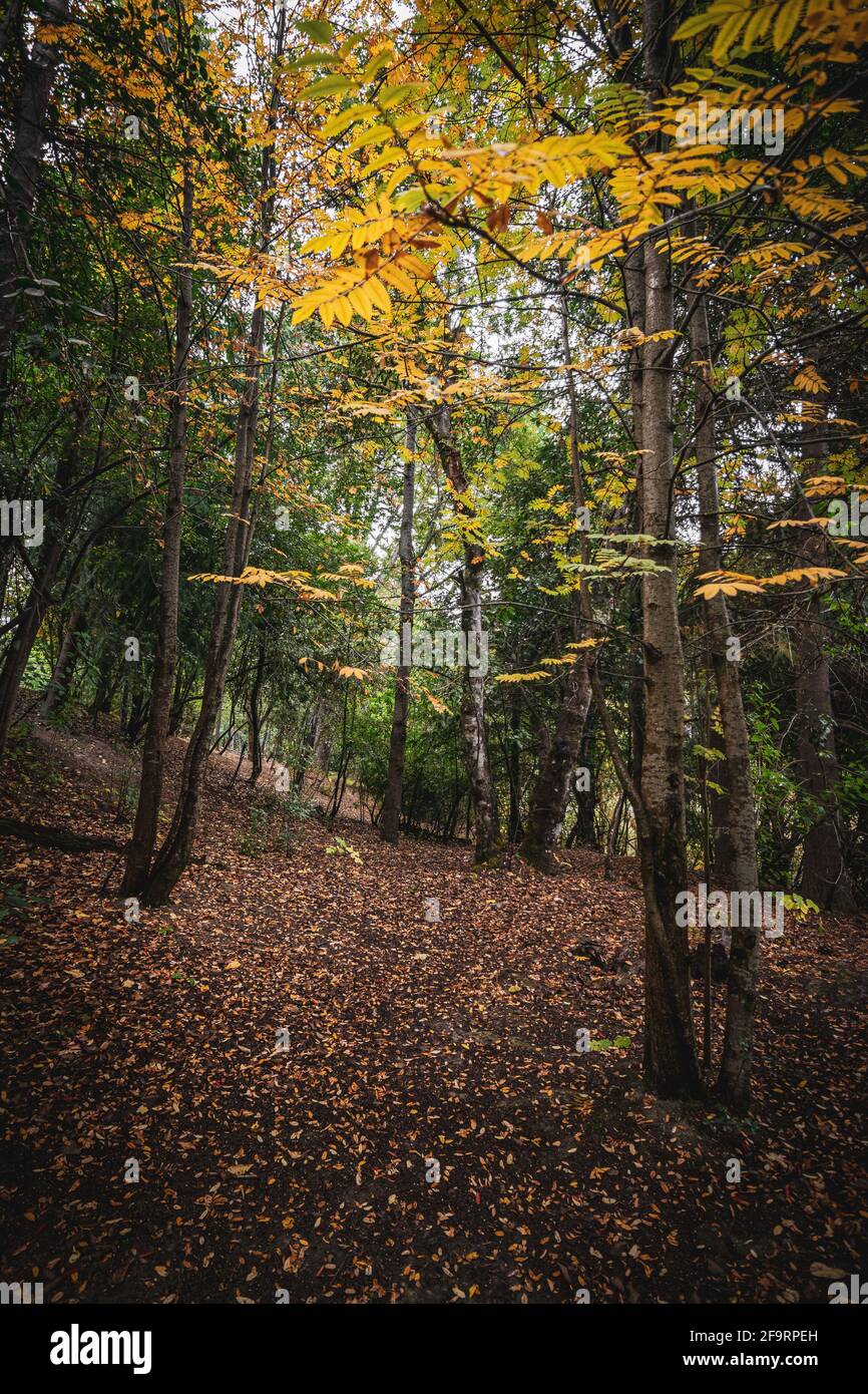 Quiet path with trees in autumn in Bariloche, Argentine Patagonia Stock ...