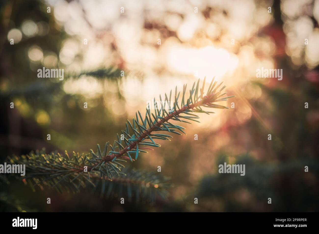 Limb of fir hi-res stock photography and images - Alamy