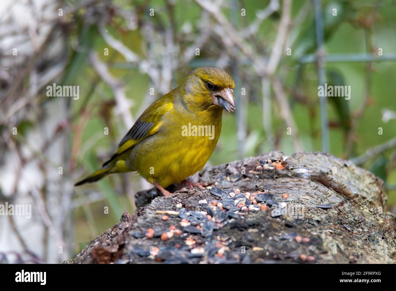 greenfinch bird placed on wood Stock Photo - Alamy