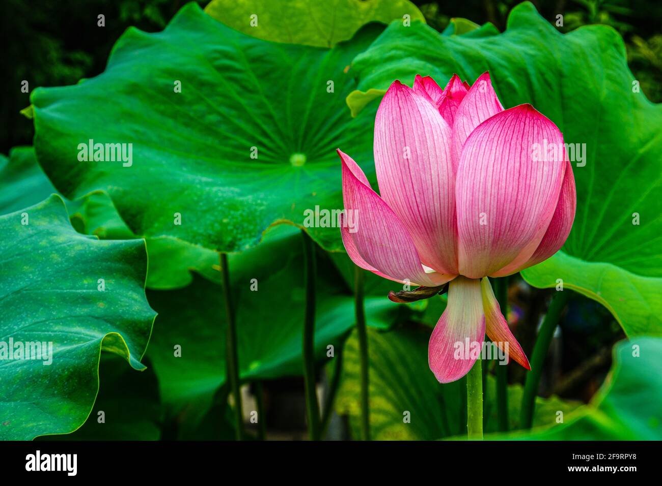 Louts closeup in summer Stock Photo - Alamy
