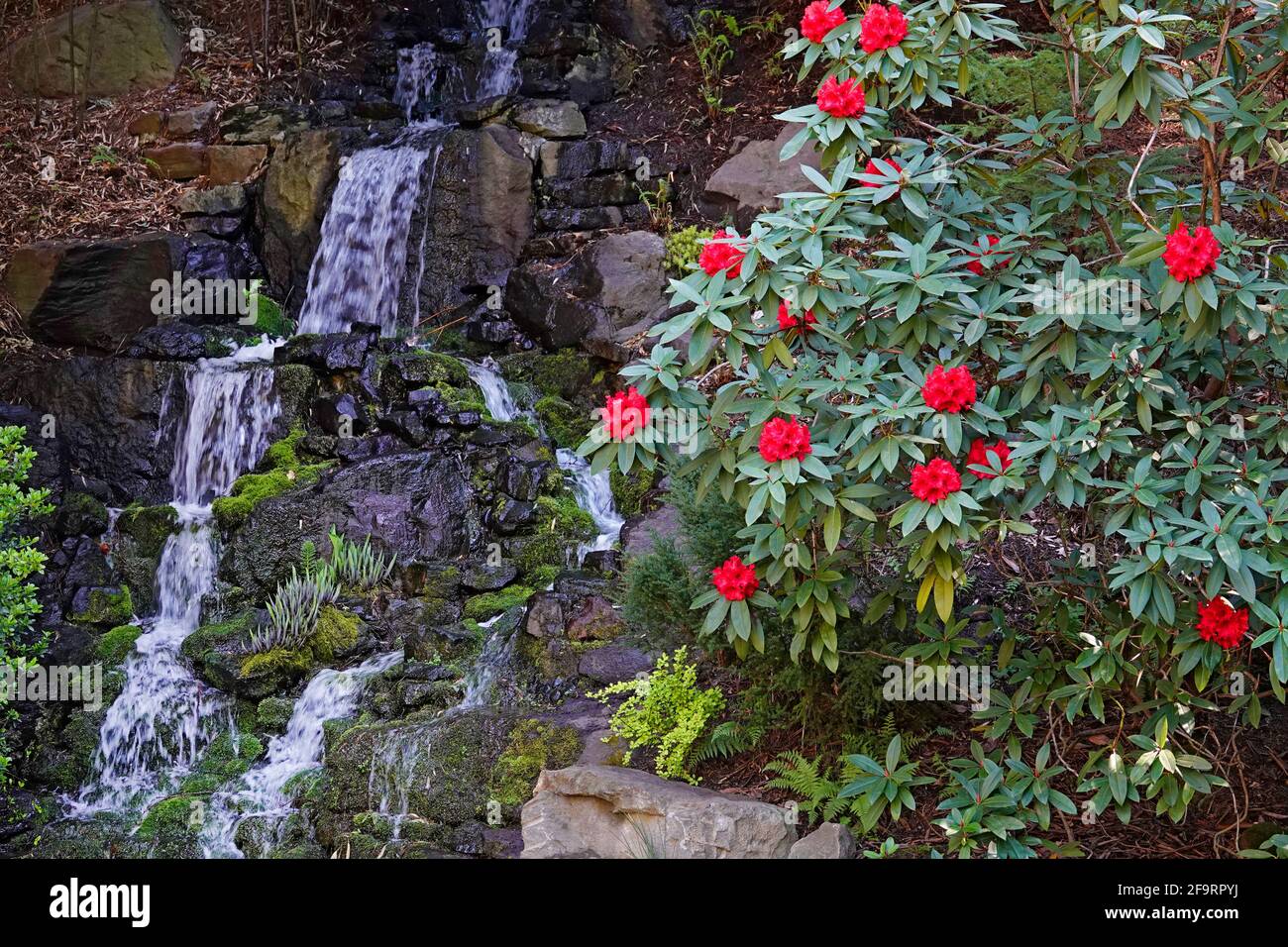 Flowers in full bloom at the Crystal Springs Rhododendron Garden in ...