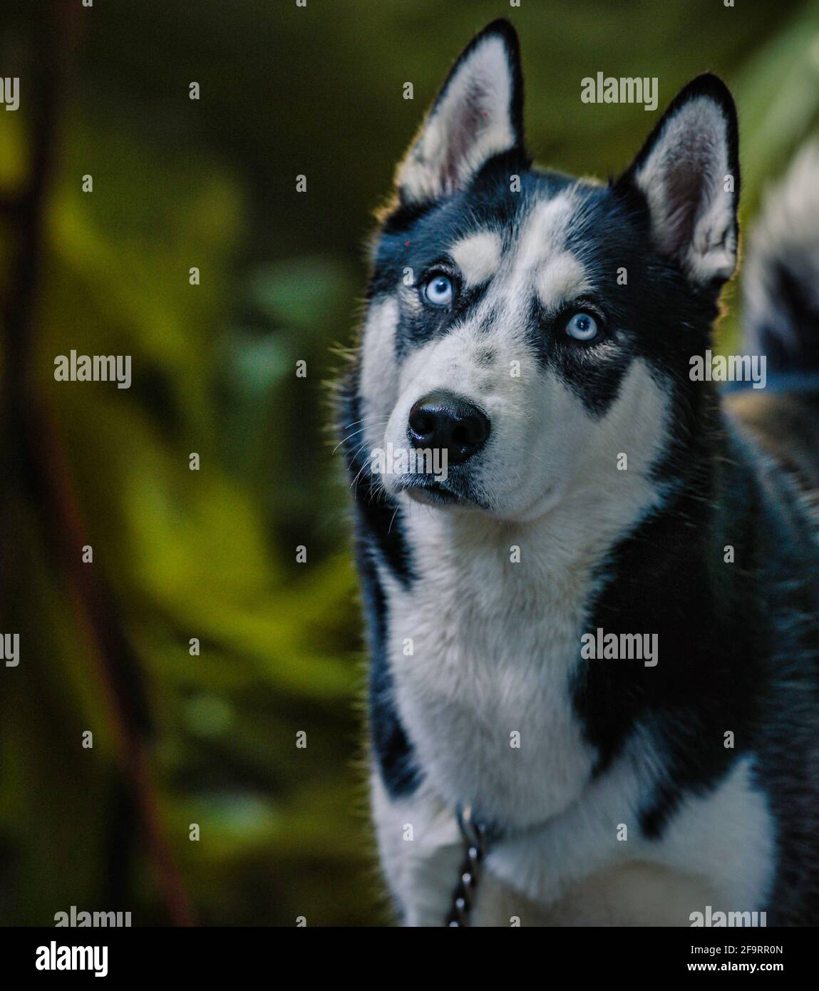 siberian husky dog portrait beautiful Stock Photo - Alamy