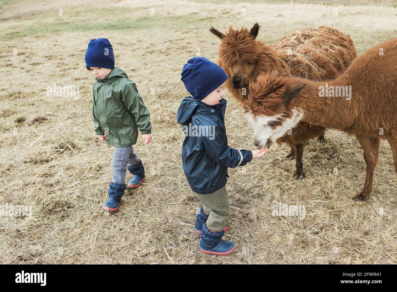 Twin boys spending time together on an eco-farm feeding curly llamas ...