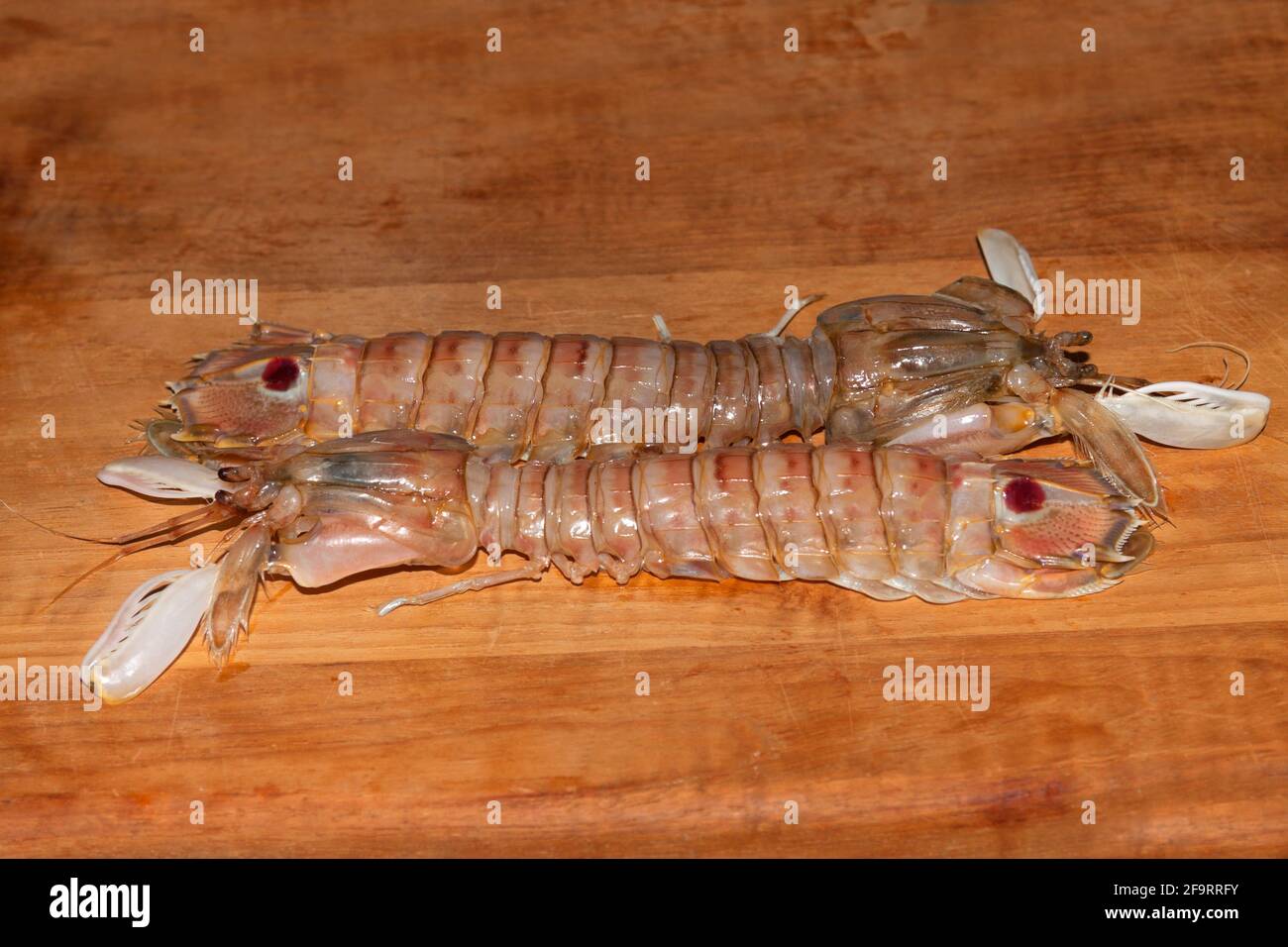 Mantis shrimp claw hi-res stock photography and images - Alamy