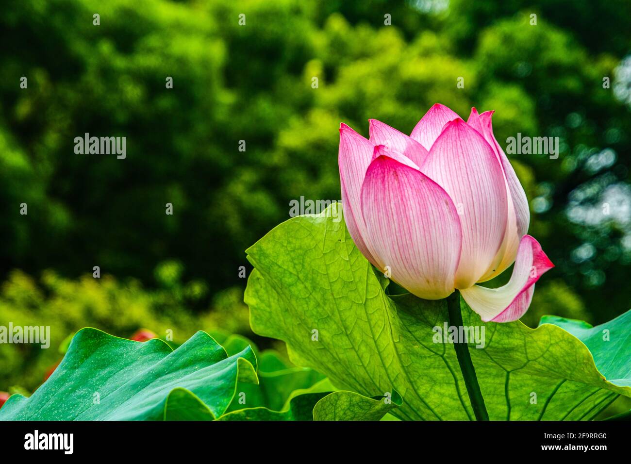 Closeup lotus flower hi-res stock photography and images - Alamy