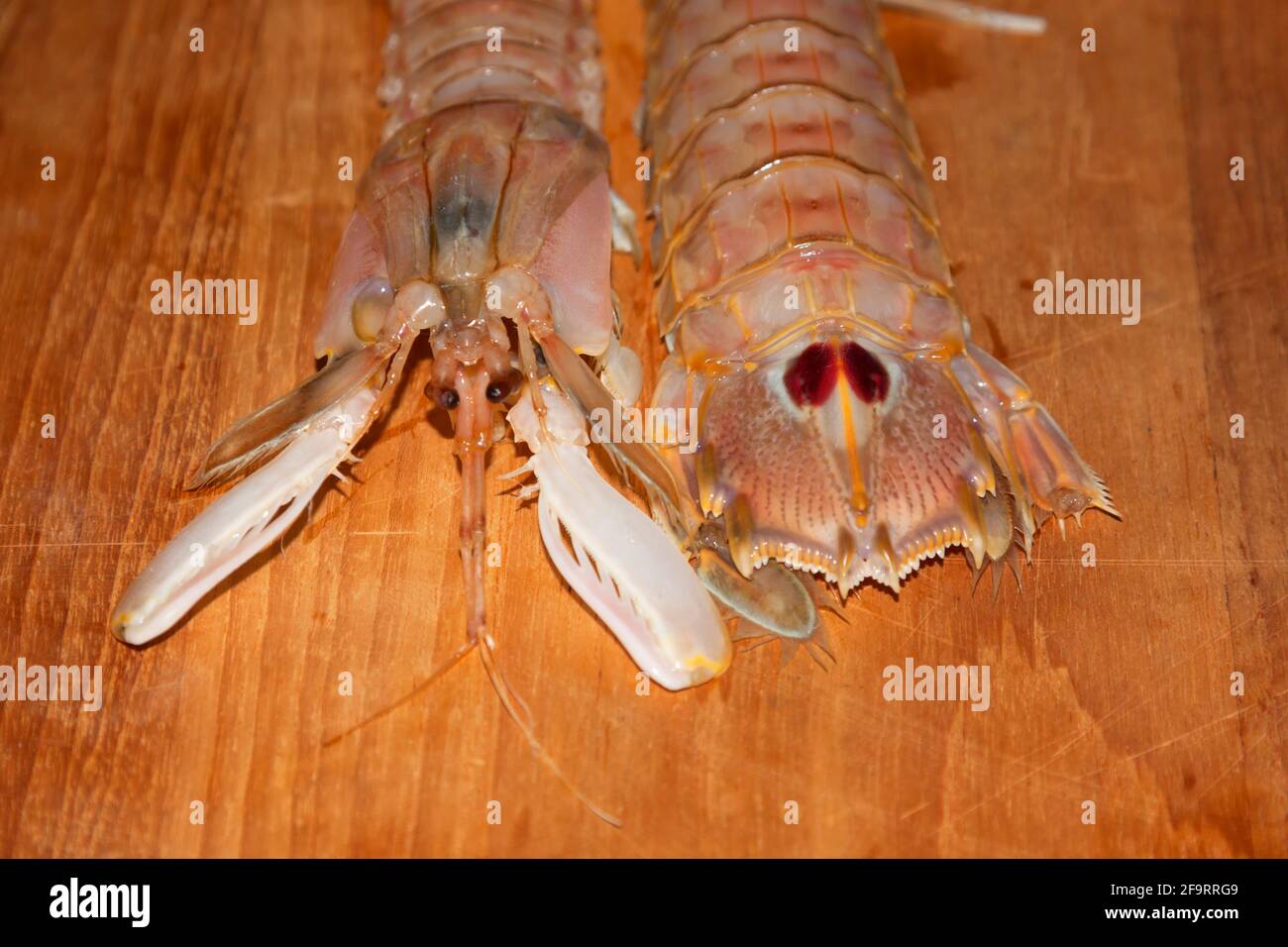 Mantis shrimp claw hi-res stock photography and images - Alamy