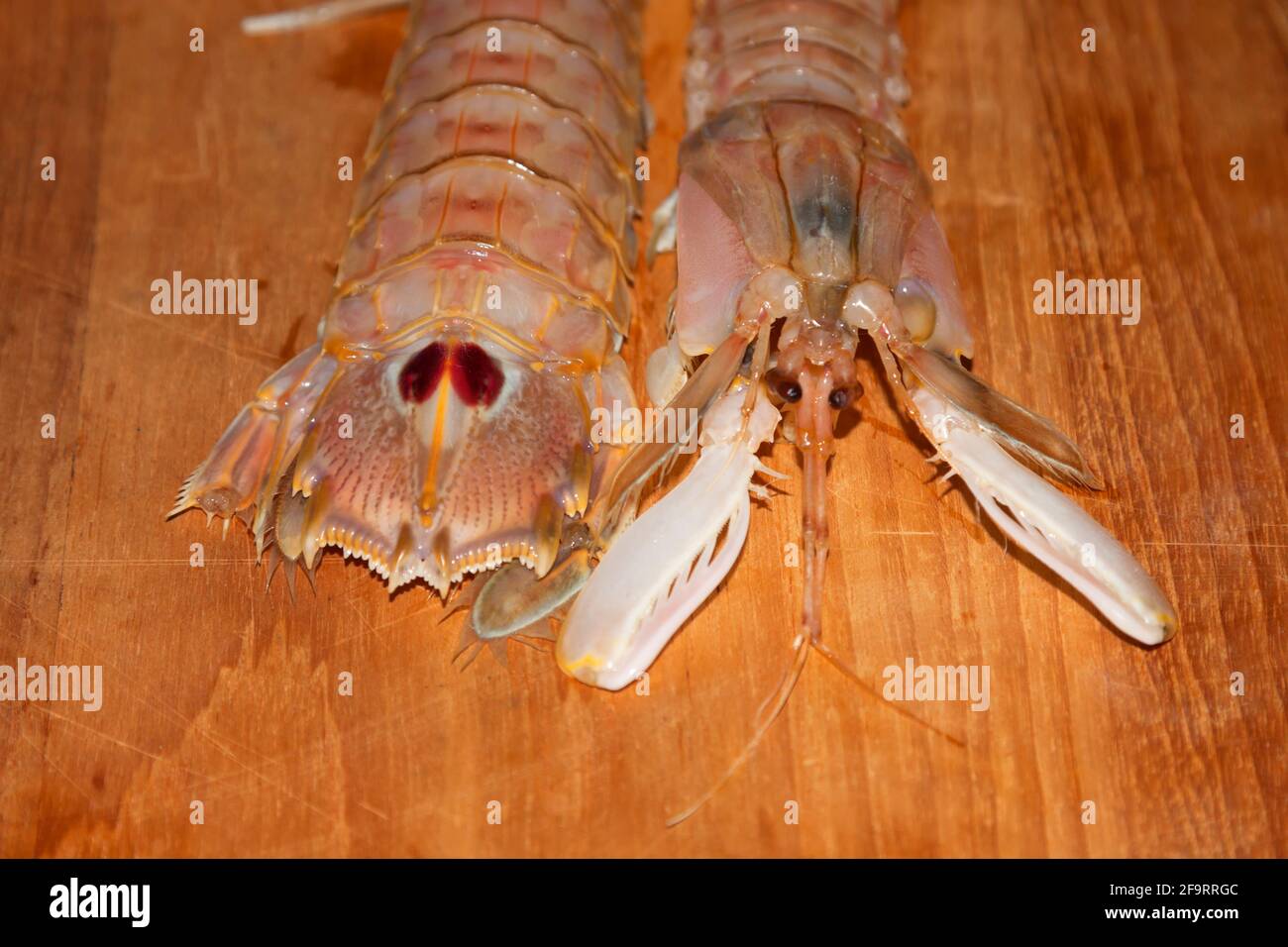Mantis shrimp claw hi-res stock photography and images - Alamy
