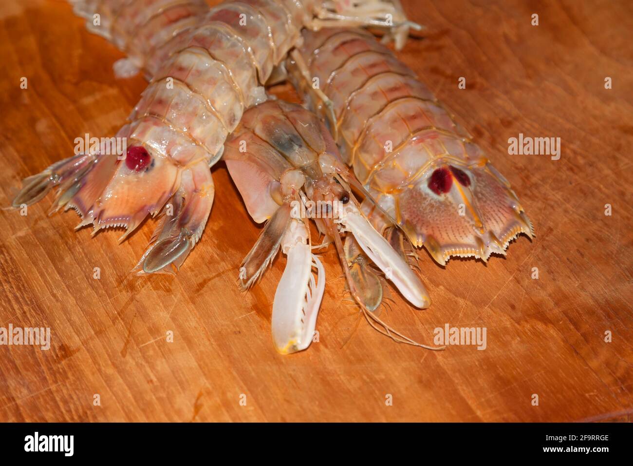 Mantis shrimp claw hi-res stock photography and images - Alamy