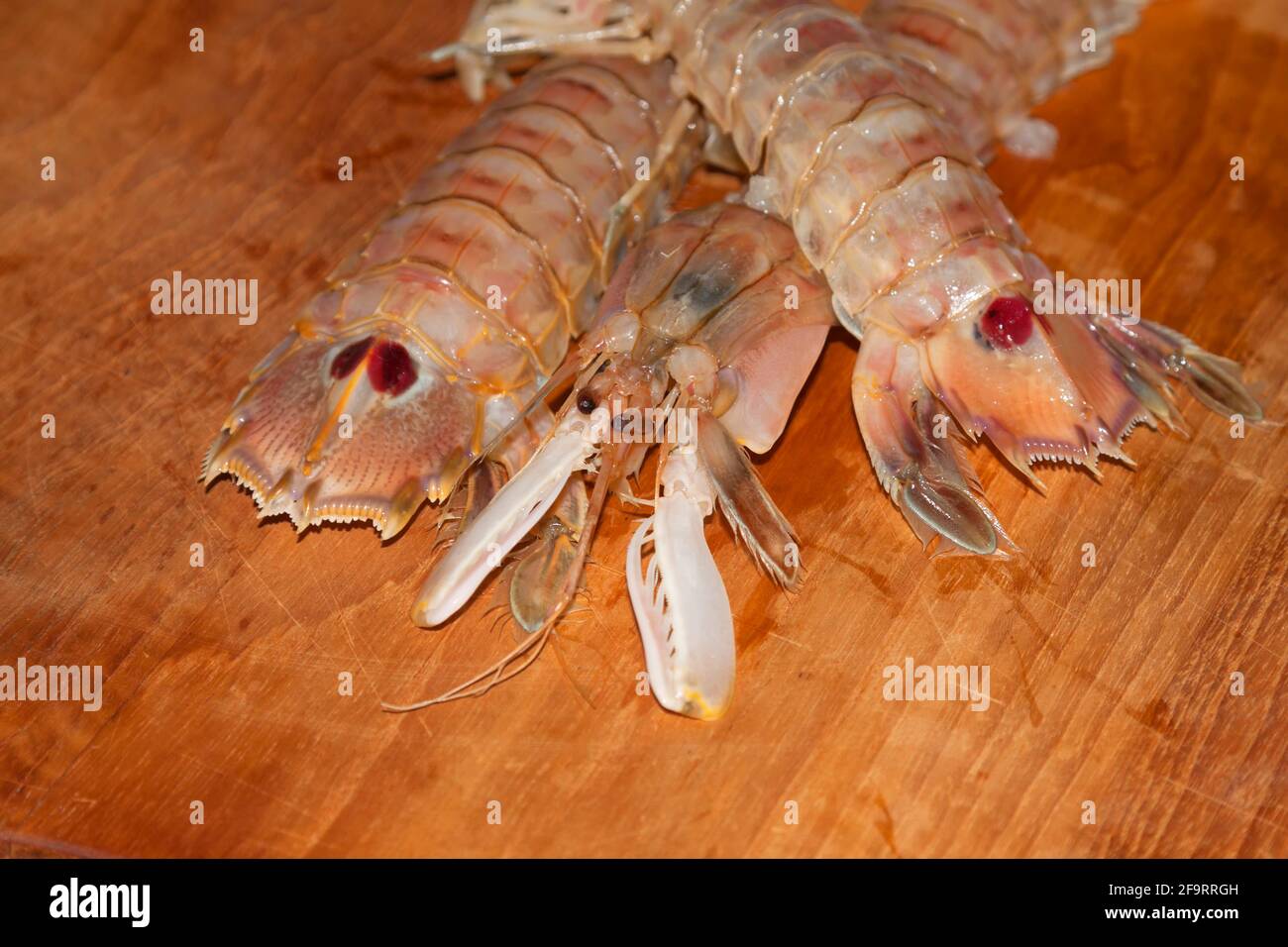 Mantis shrimp claw hi-res stock photography and images - Alamy