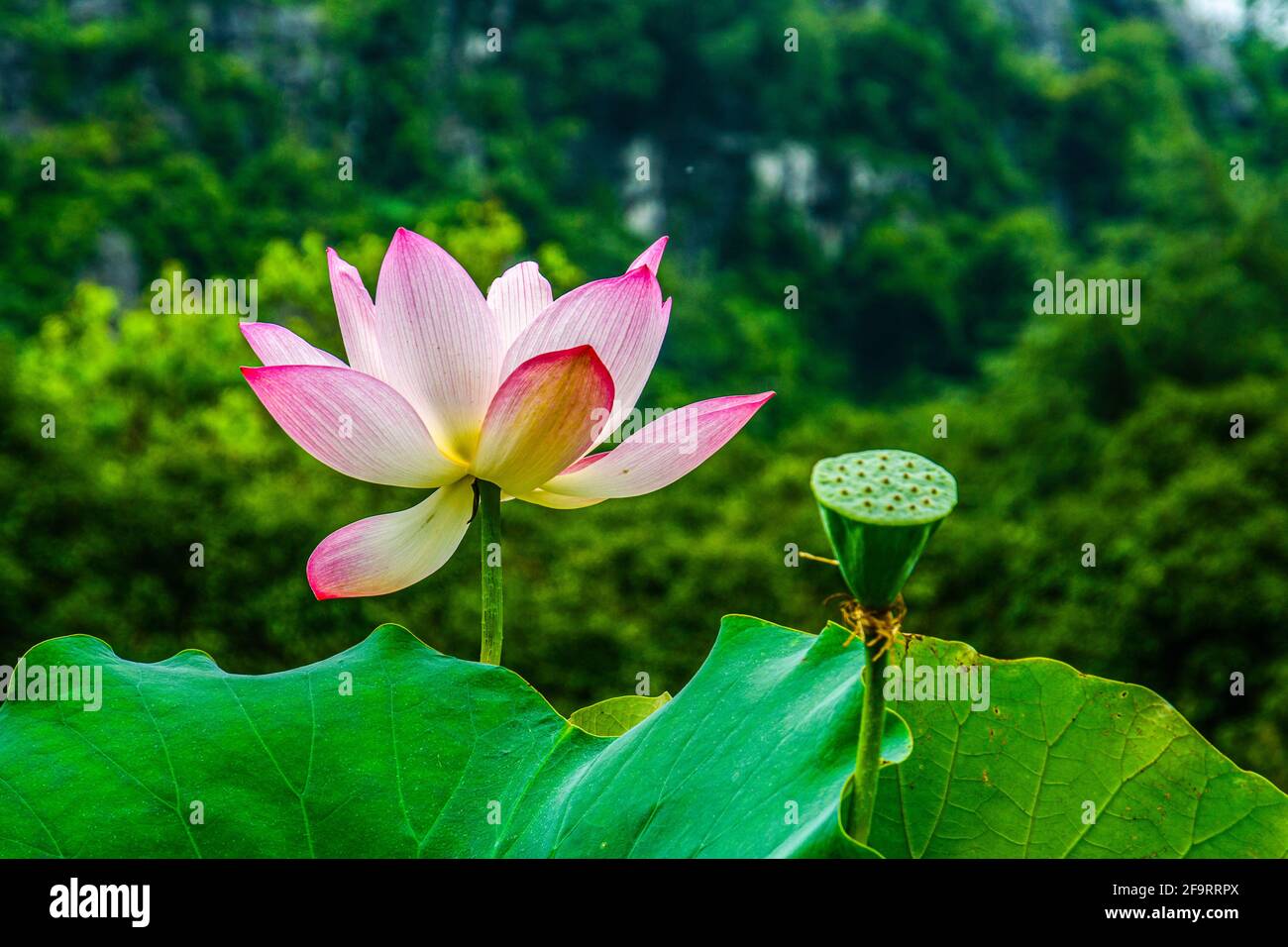 Louts of leaves hi-res stock photography and images - Alamy