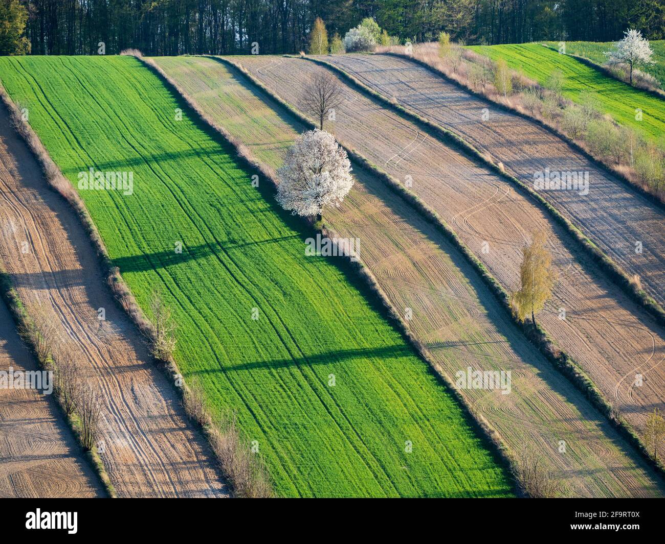 spring fields in the western mite Stock Photo - Alamy