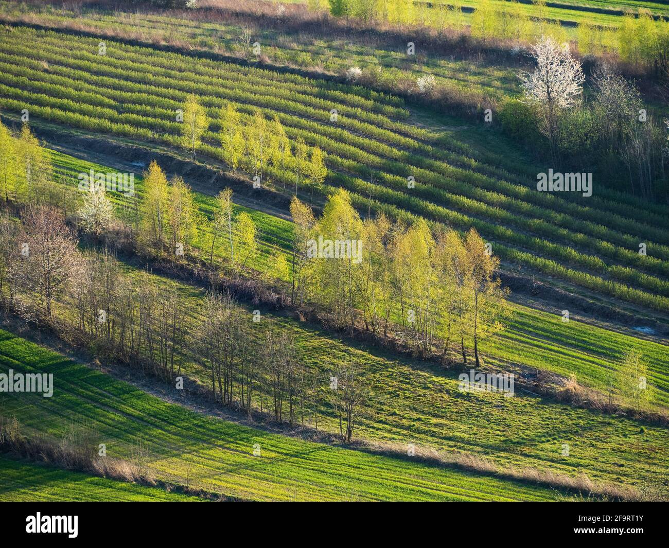 spring fields in the western mite Stock Photo - Alamy