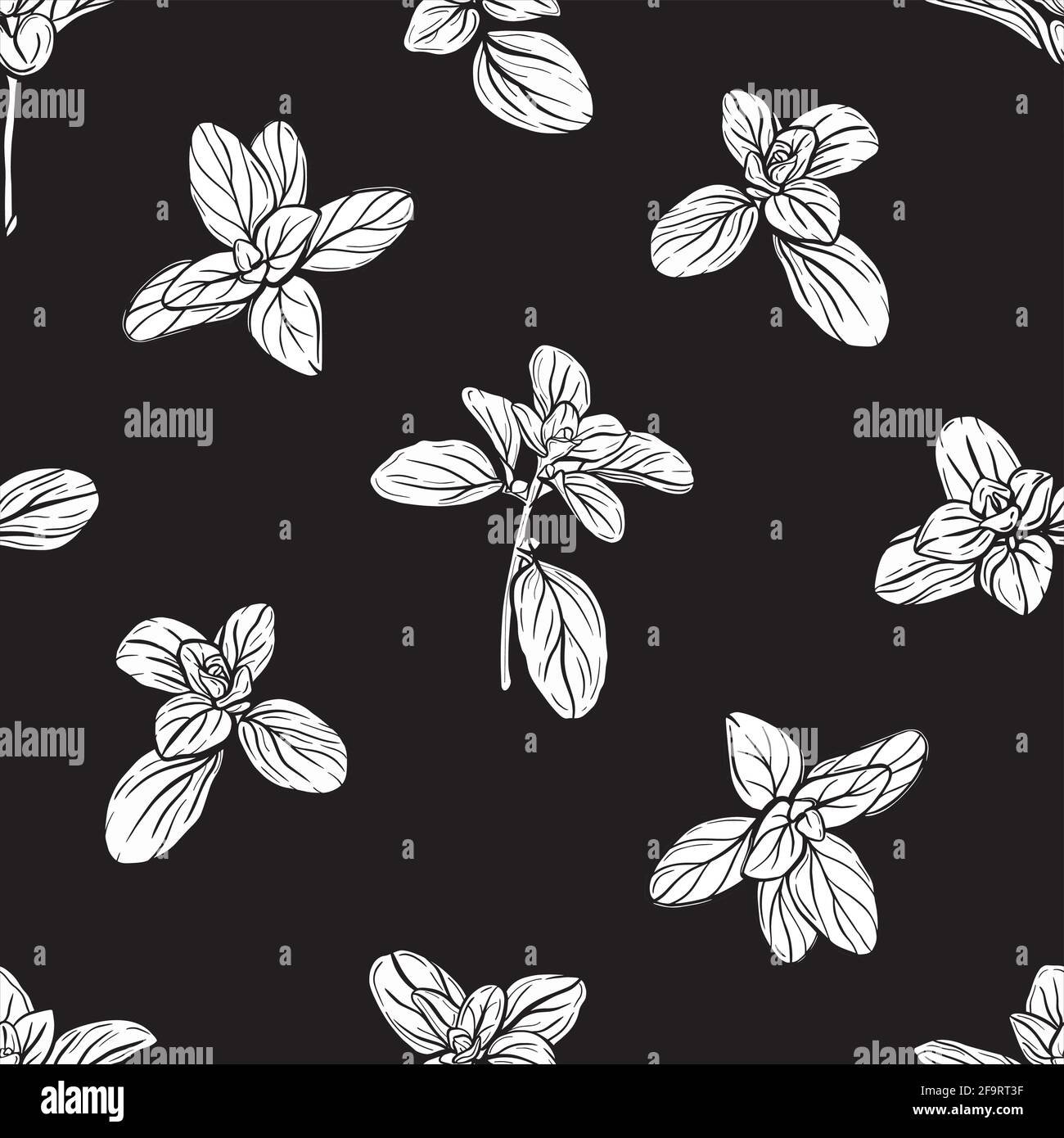 Ocimum basilicum illustration Stock Vector Images - Alamy