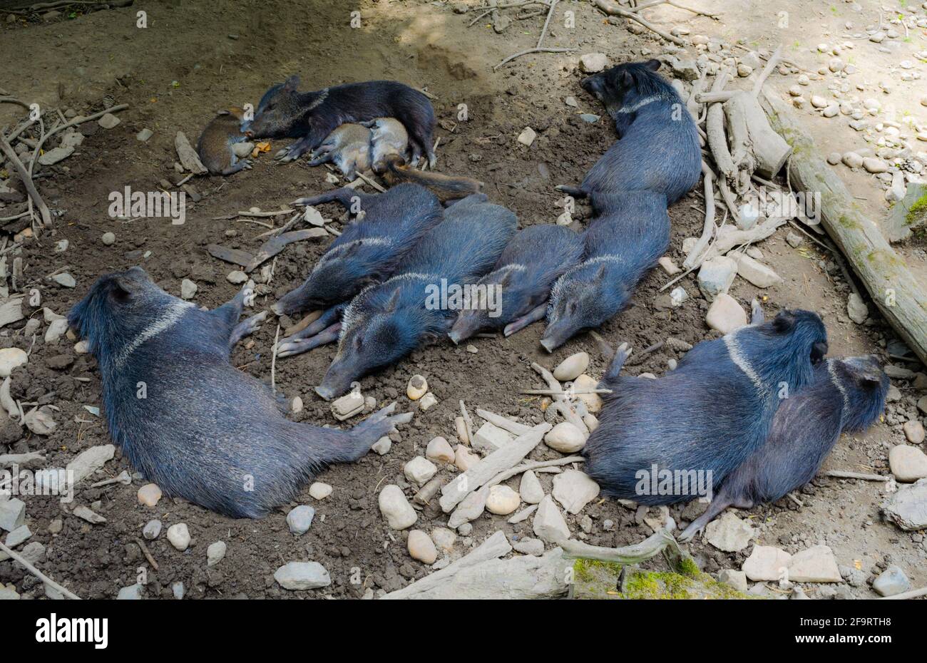 group of Collared peccary (Pecari tajacu) including newborn babies is ...
