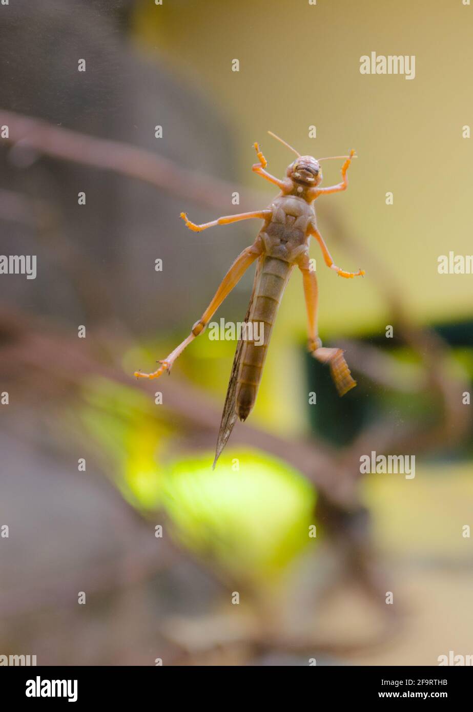 view of an insect from below Stock Photo - Alamy