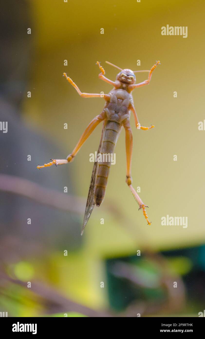 view of an insect from below Stock Photo - Alamy