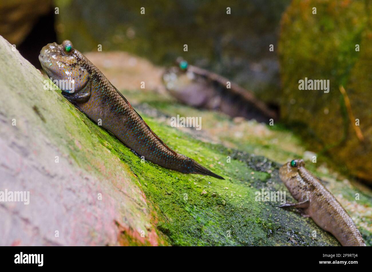 Atlantic mudskipper (Periophthalmus barbarus). Animal theme Stock Photo ...