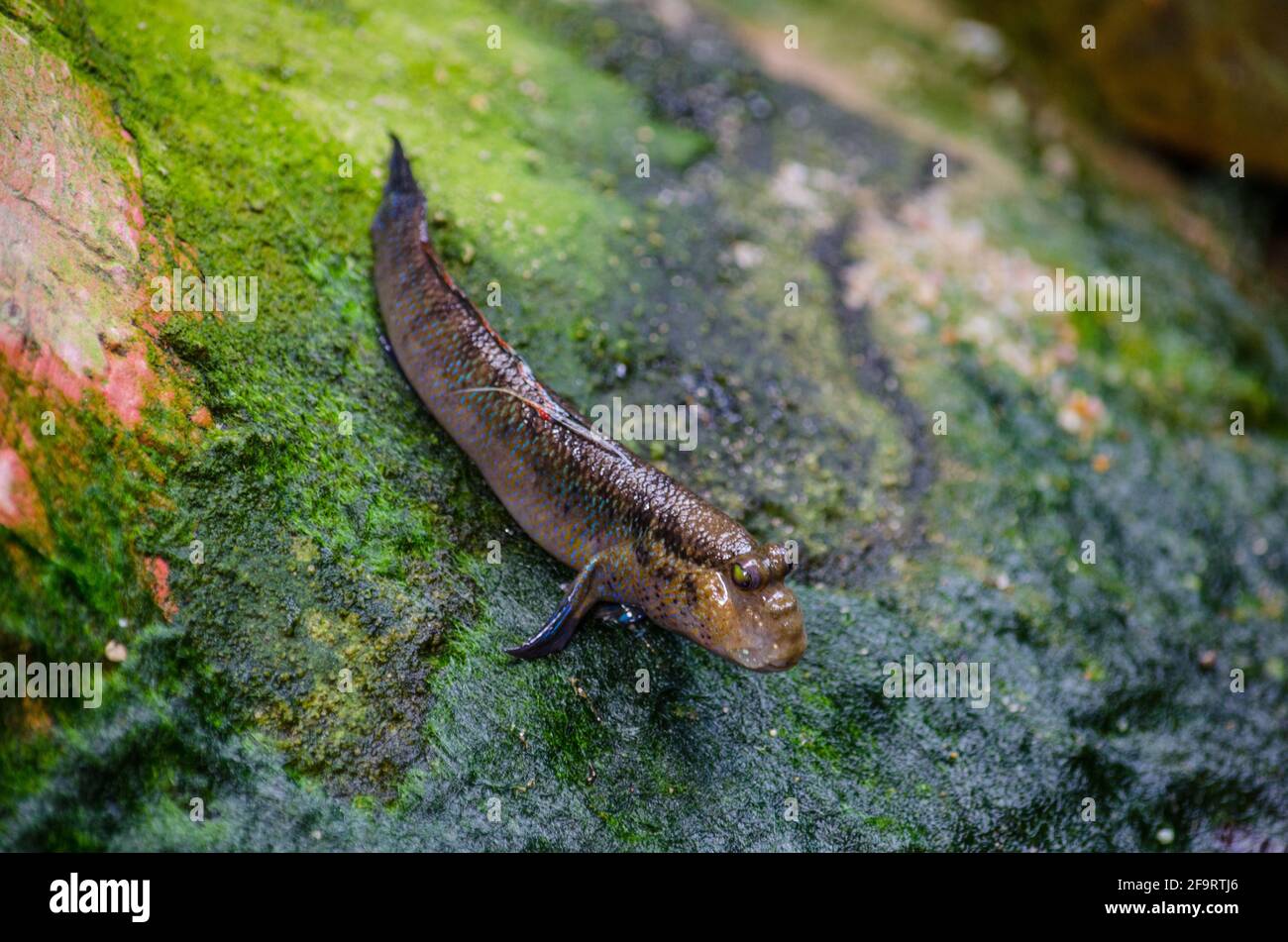 Atlantic mudskipper (Periophthalmus barbarus). Animal theme Stock Photo ...