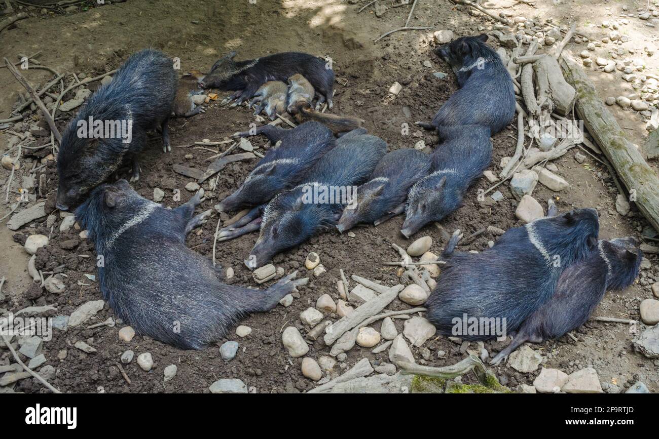 group of Collared peccary (Pecari tajacu) including newborn babies is ...