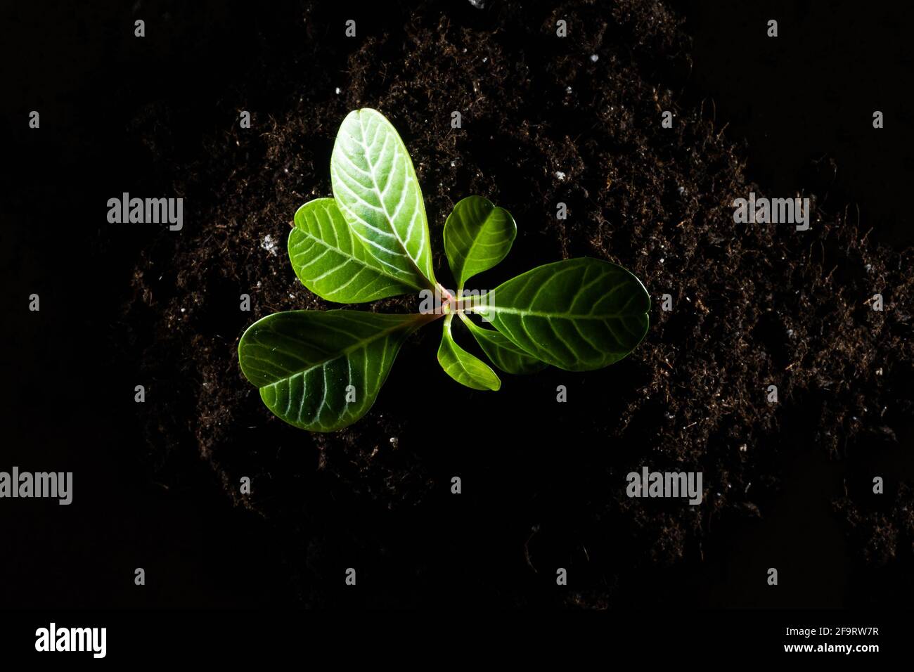 Seedling green plant surface top view textured background Stock Photo ...