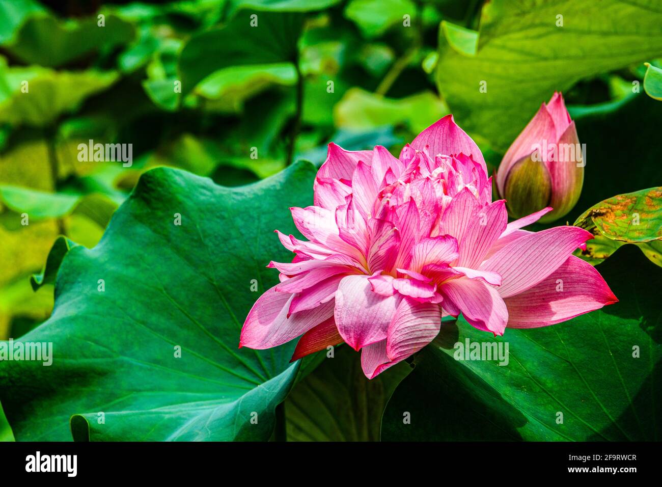 Louts of leaves hi-res stock photography and images - Alamy