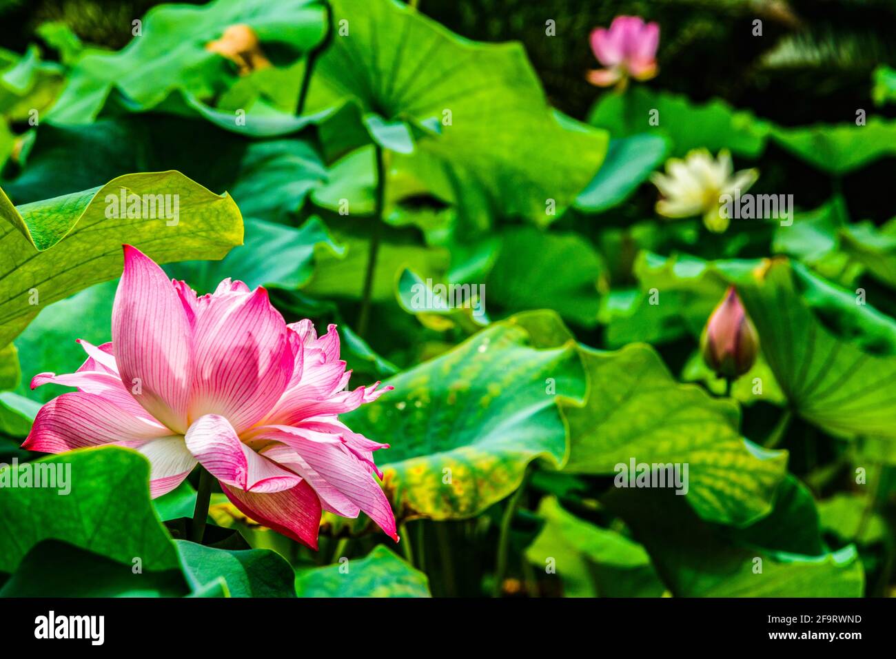 Louts of leaves hi-res stock photography and images - Alamy