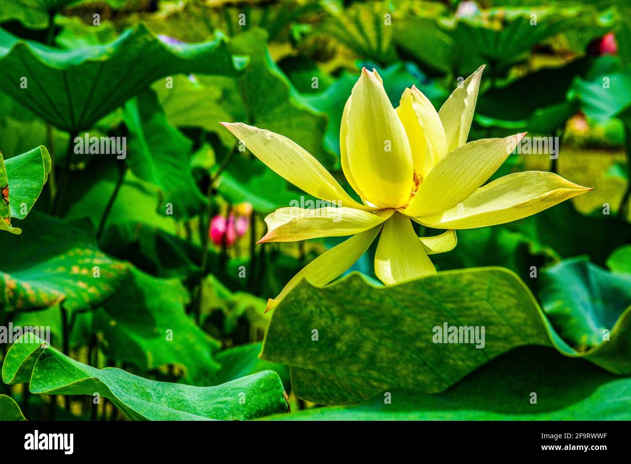 Louts of leaves hi-res stock photography and images - Alamy