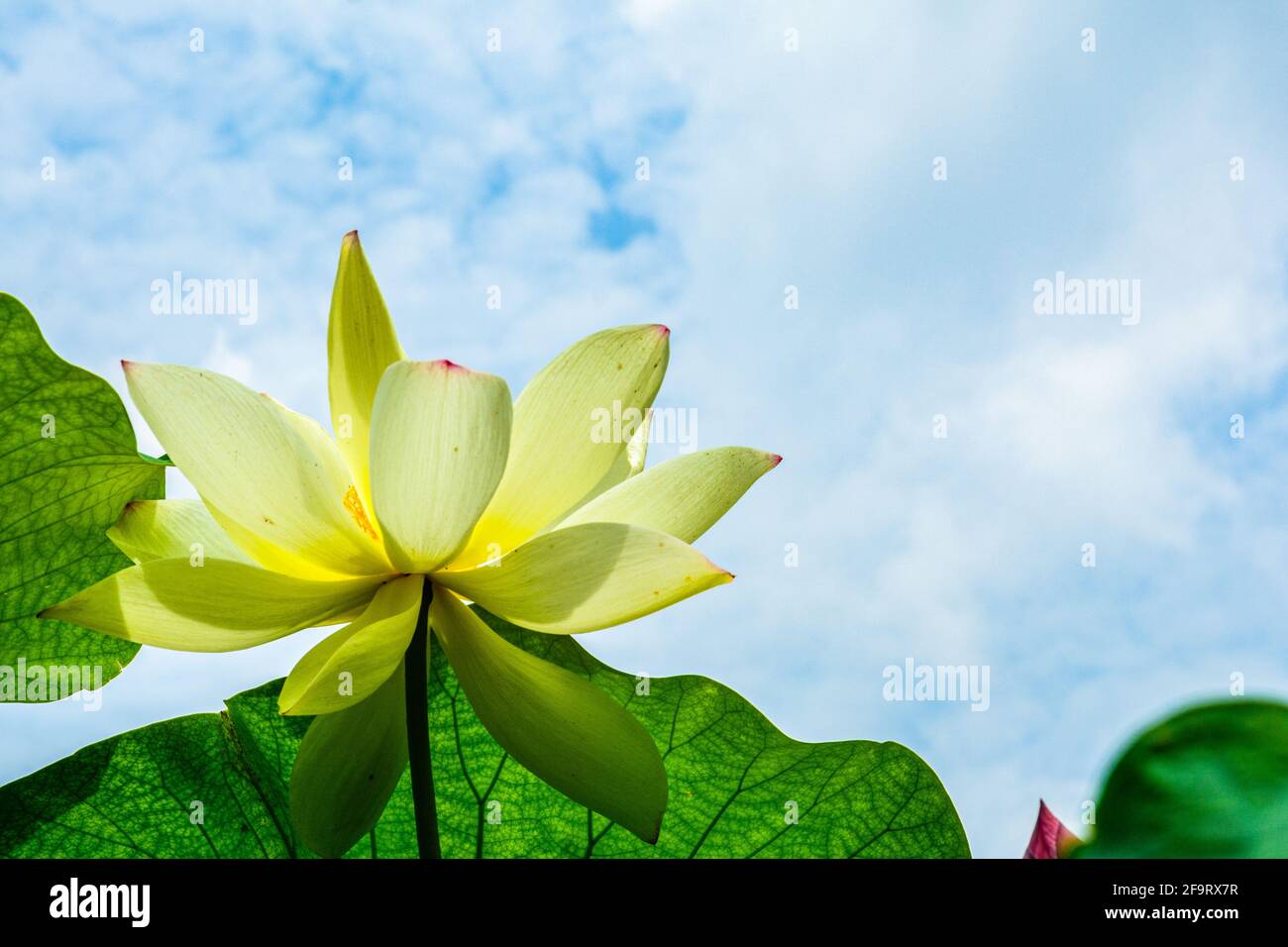 Louts of leaves hi-res stock photography and images - Alamy