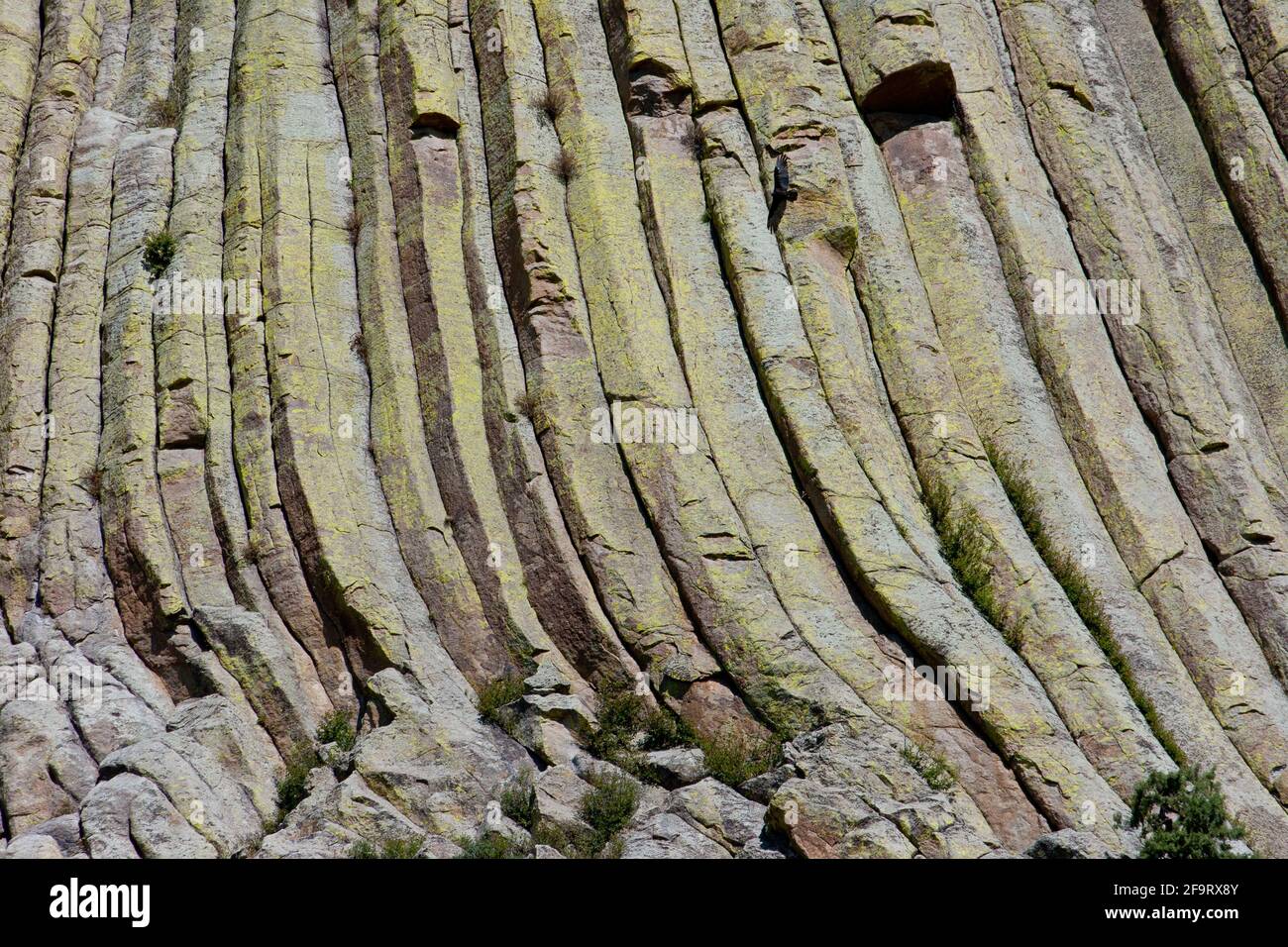 Closeup of Devil’s Tower's basalt formations in Wyoming Stock Photo - Alamy