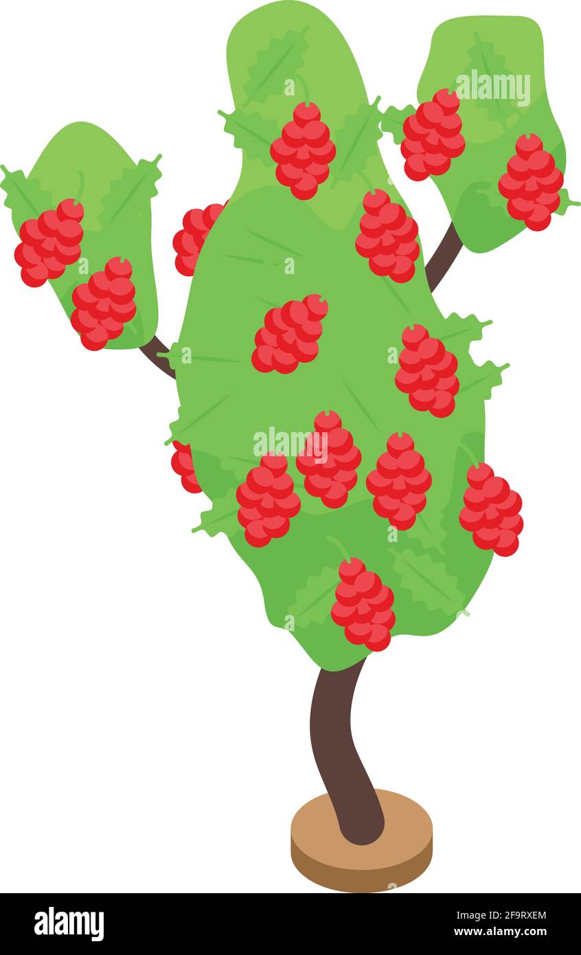 Red berry fruit tree icon. Isometric of Red berry fruit tree vector ...