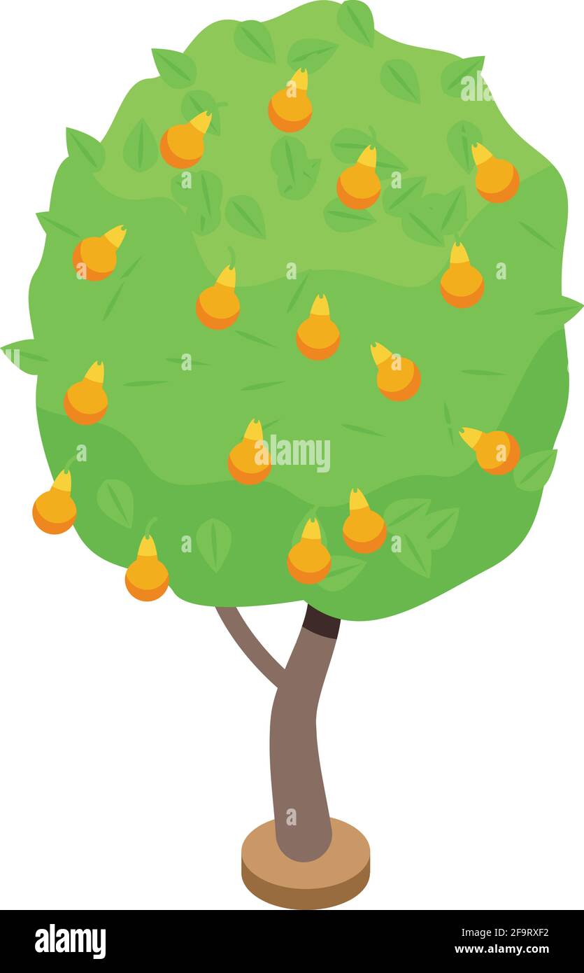 Yellow pear fruit tree icon. Isometric of Yellow pear fruit tree vector ...