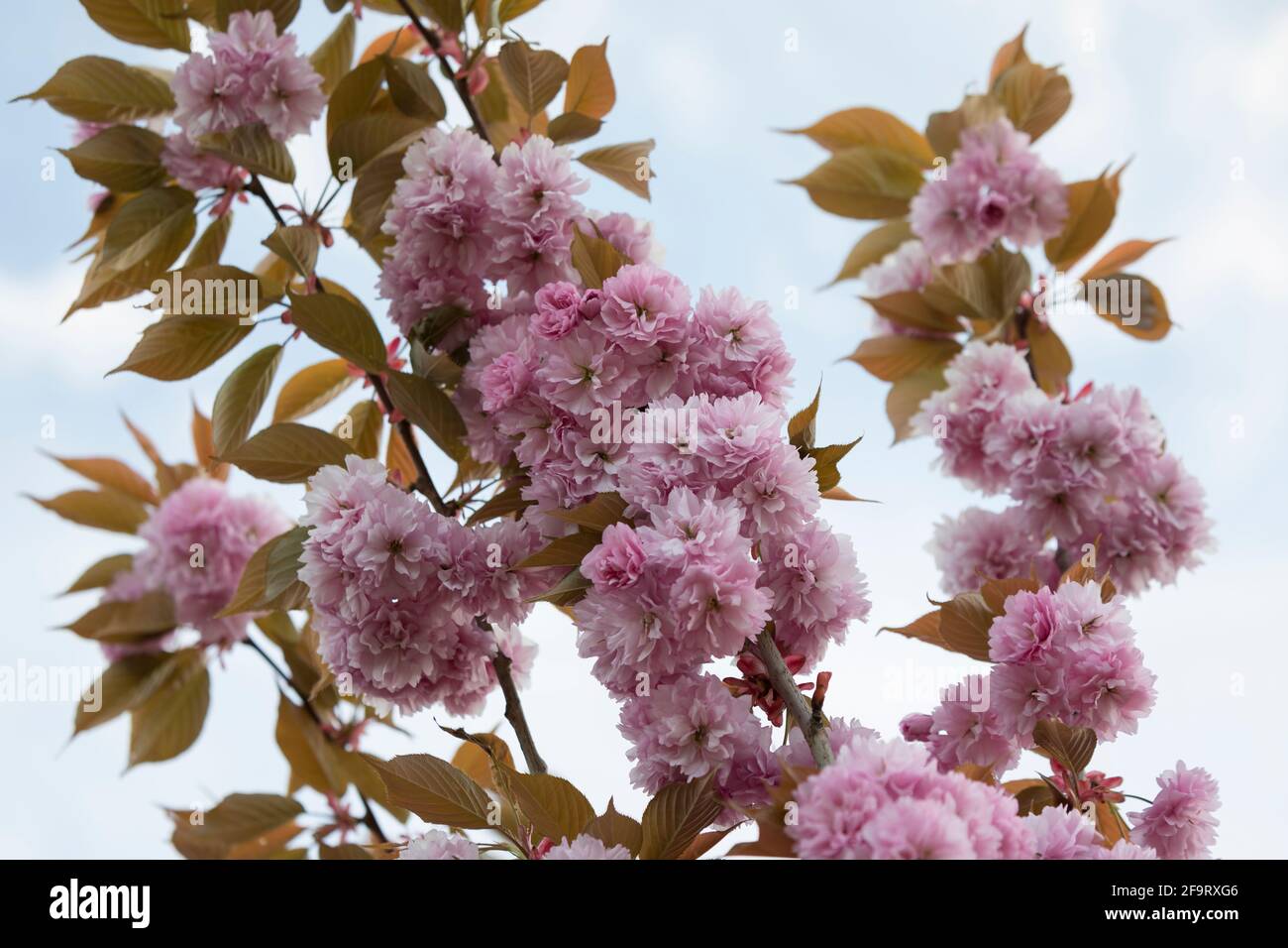 Japanese flowering cherry tree hi-res stock photography and images - Alamy