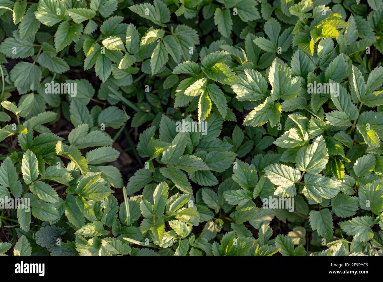 Aegopodium podagraria, ground elder, belongs to the wild herbs and wild ...