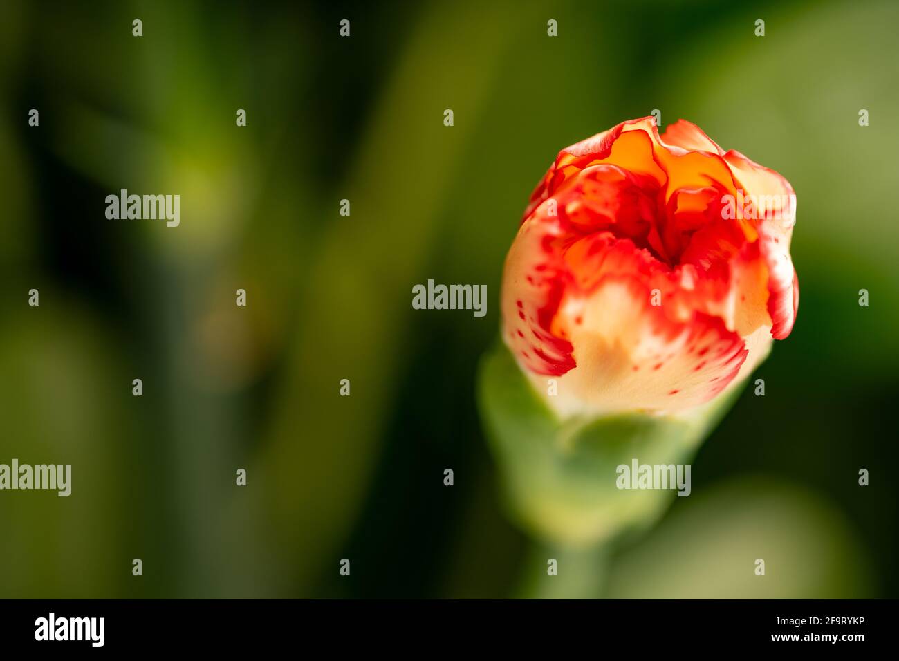 Before they bloom hi-res stock photography and images - Alamy