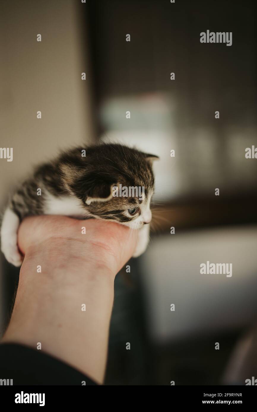 Vertical shot of a cute kitten on a person's palm Stock Photo - Alamy