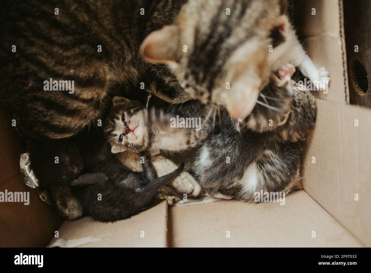 High angle shot of two cats and little kittens in a cardboard box Stock ...
