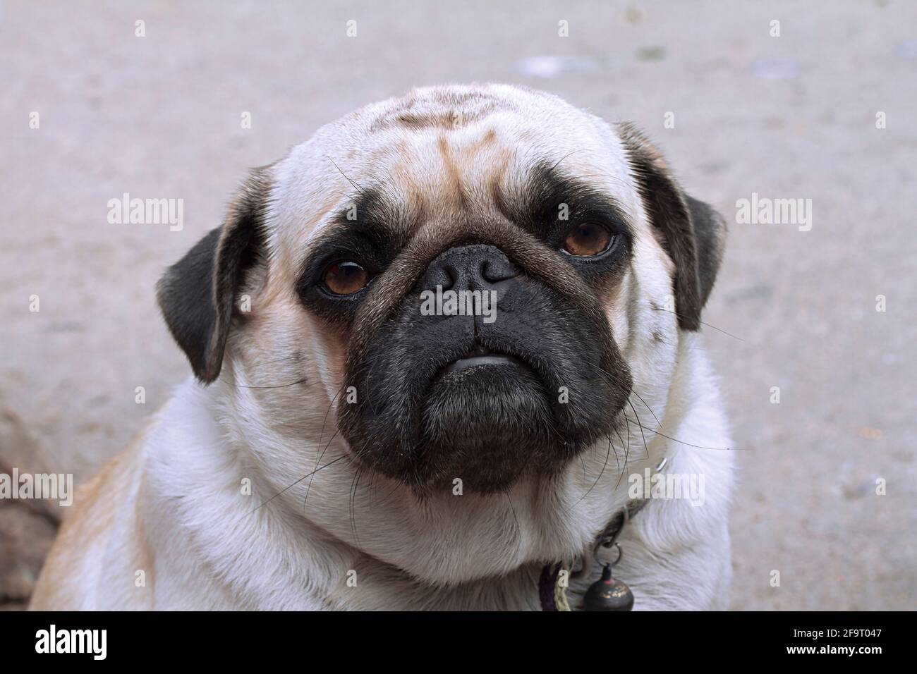 pug dog breed animal Stock Photo - Alamy