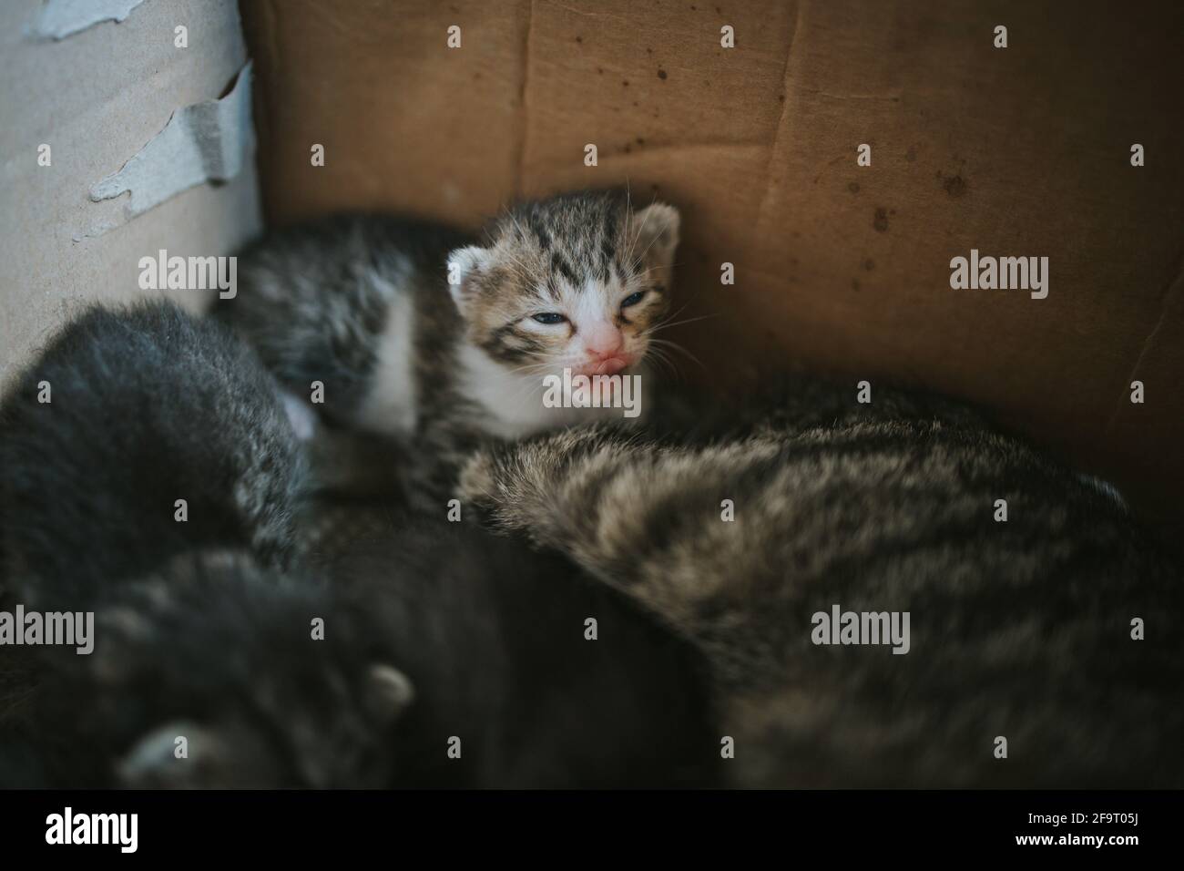 Closeup shot of a few newborn kittens in a cardboard box Stock Photo ...