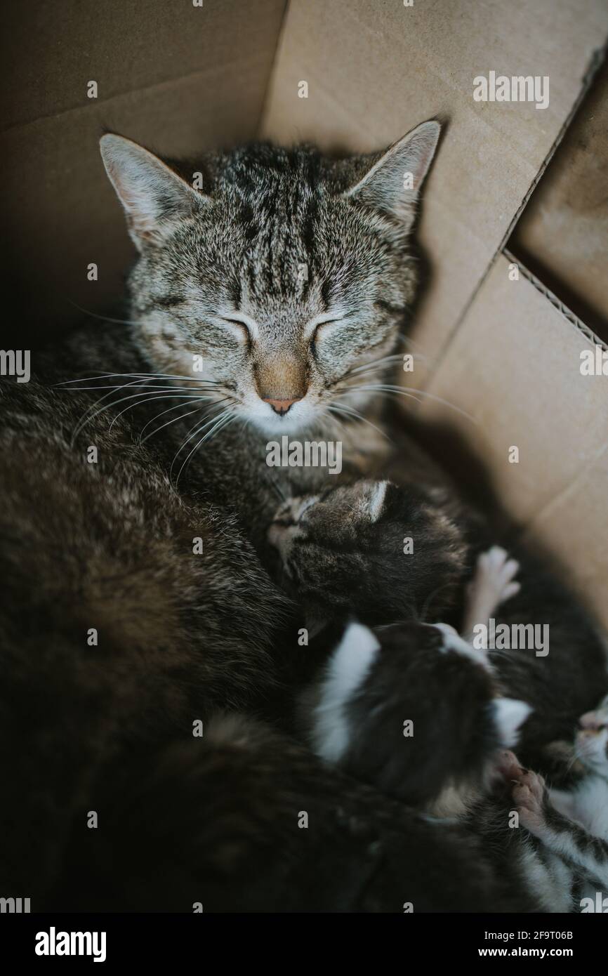 Closeup shot of a sleepy mother cat taking care of her adorable newborn ...